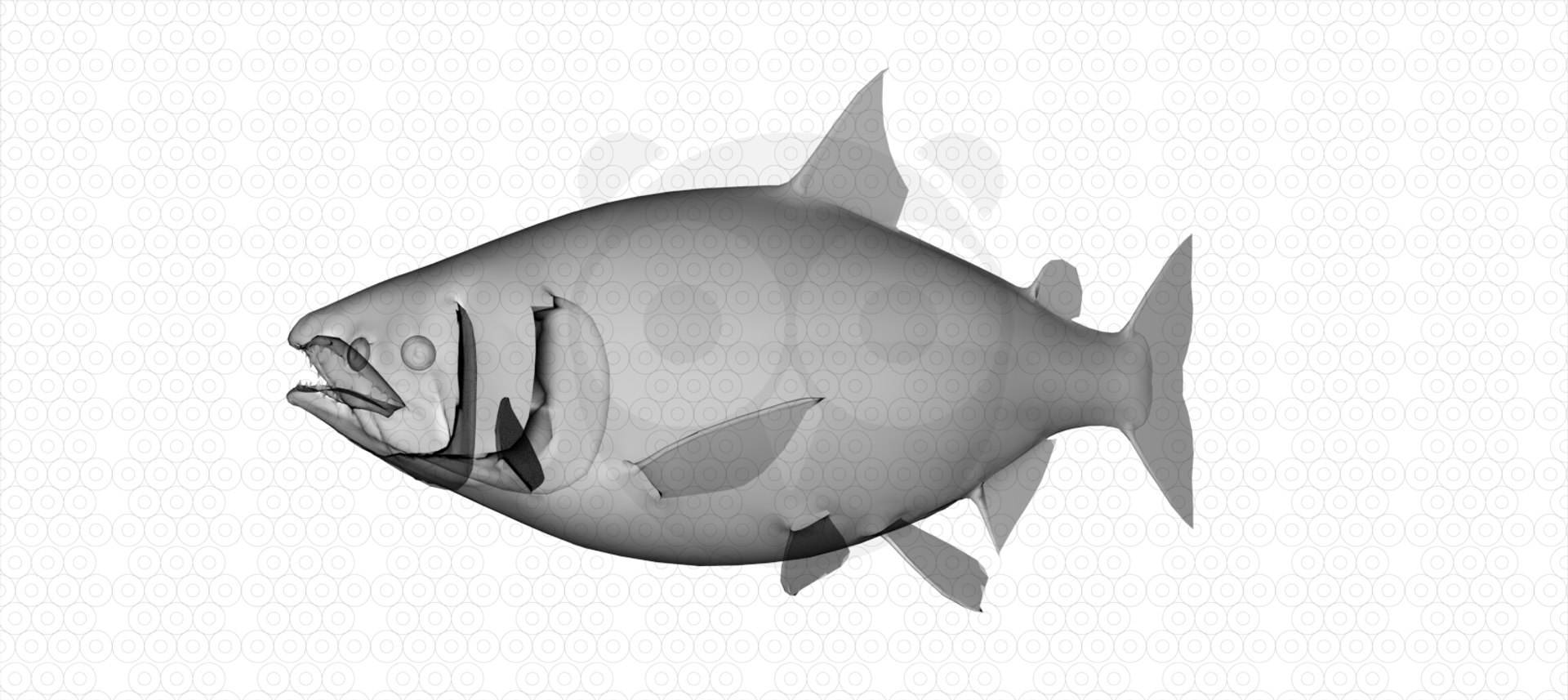 3D Salmon - TurboSquid 2189628
