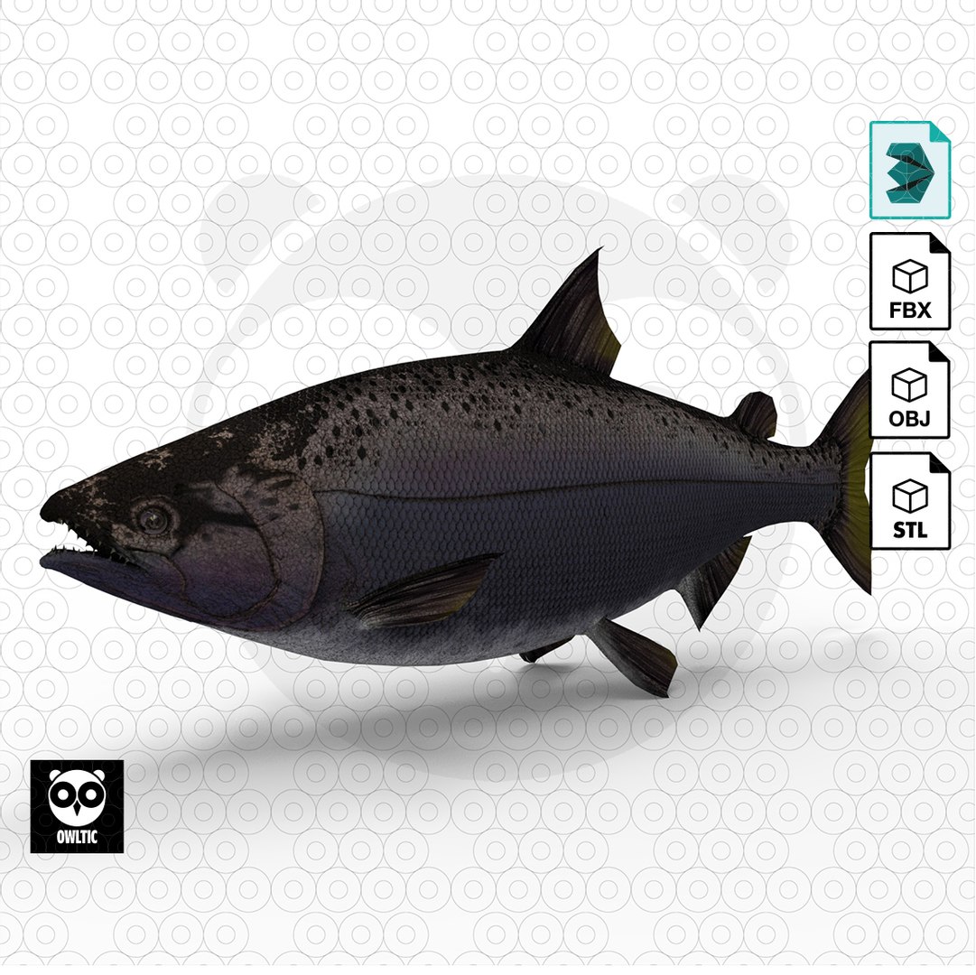 3D Salmon - TurboSquid 2189628