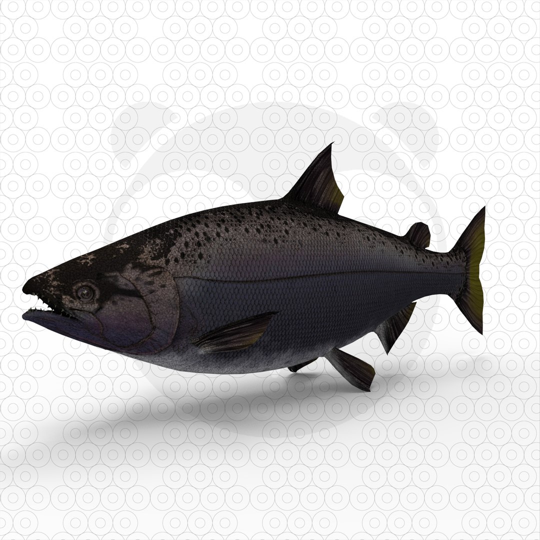 3D Salmon - TurboSquid 2189628