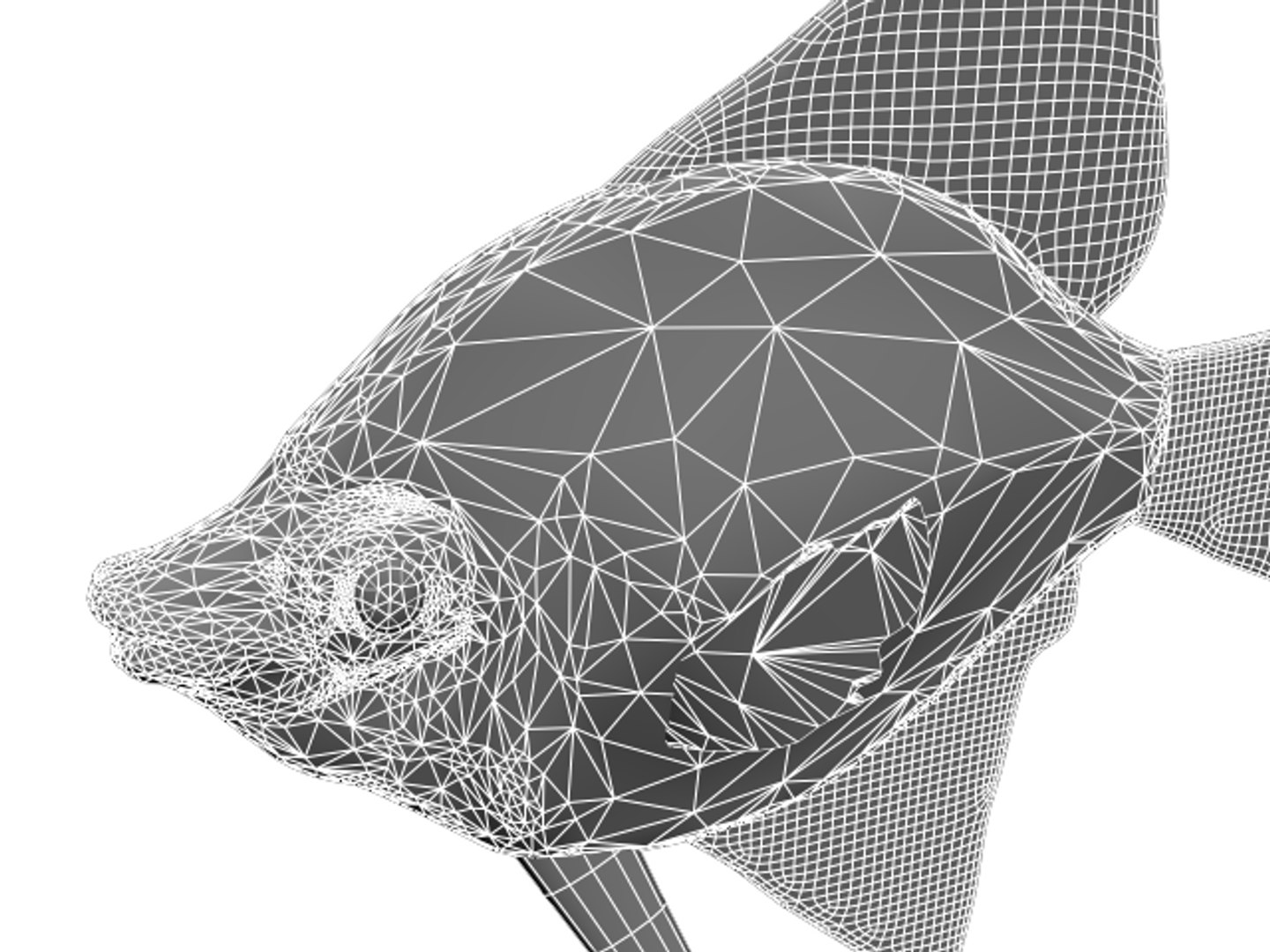 3d Angelfish