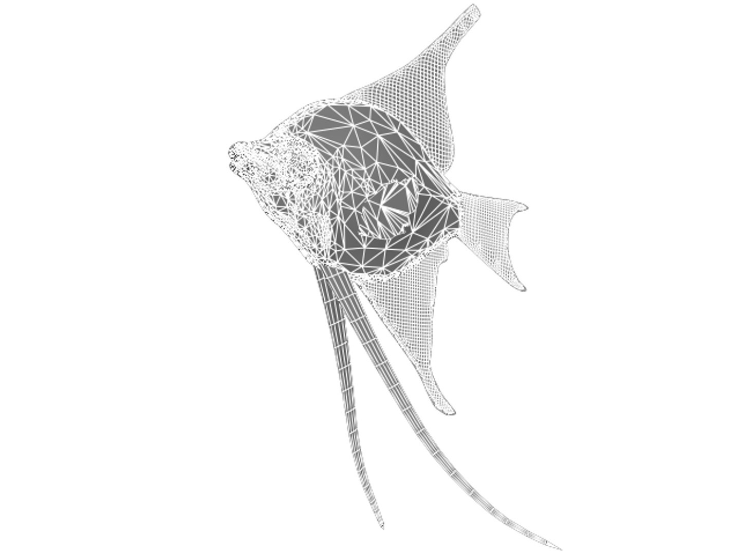 3d Angelfish