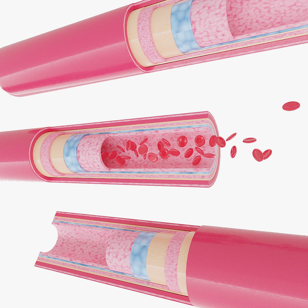 3D Artery Low poly model - TurboSquid 2071725