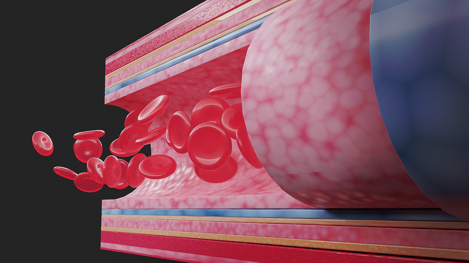 3D Artery Low Poly Model - TurboSquid 2071725