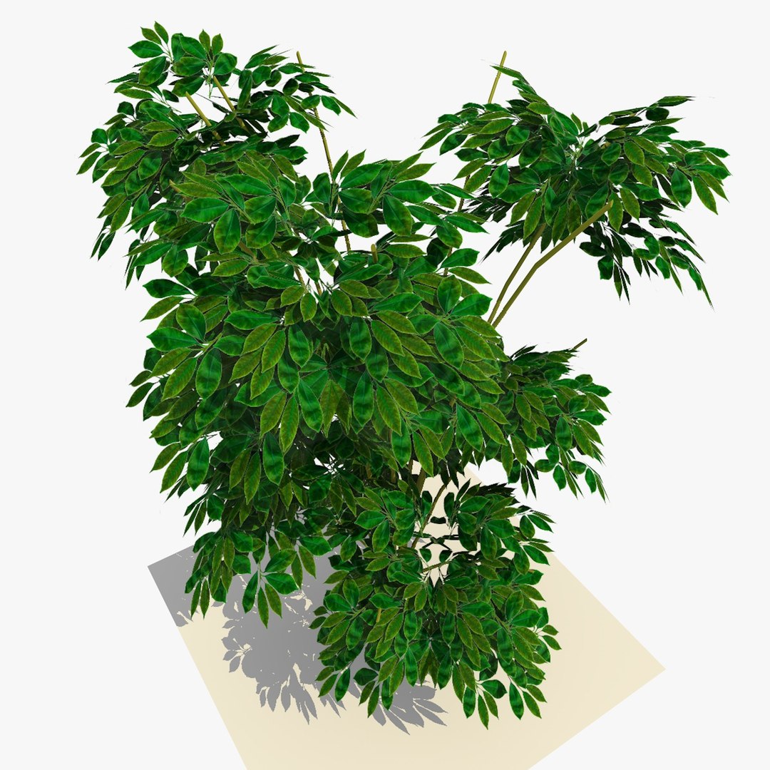 Plant Bush 3d Model