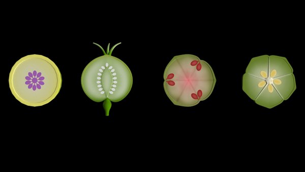 3d types placentation