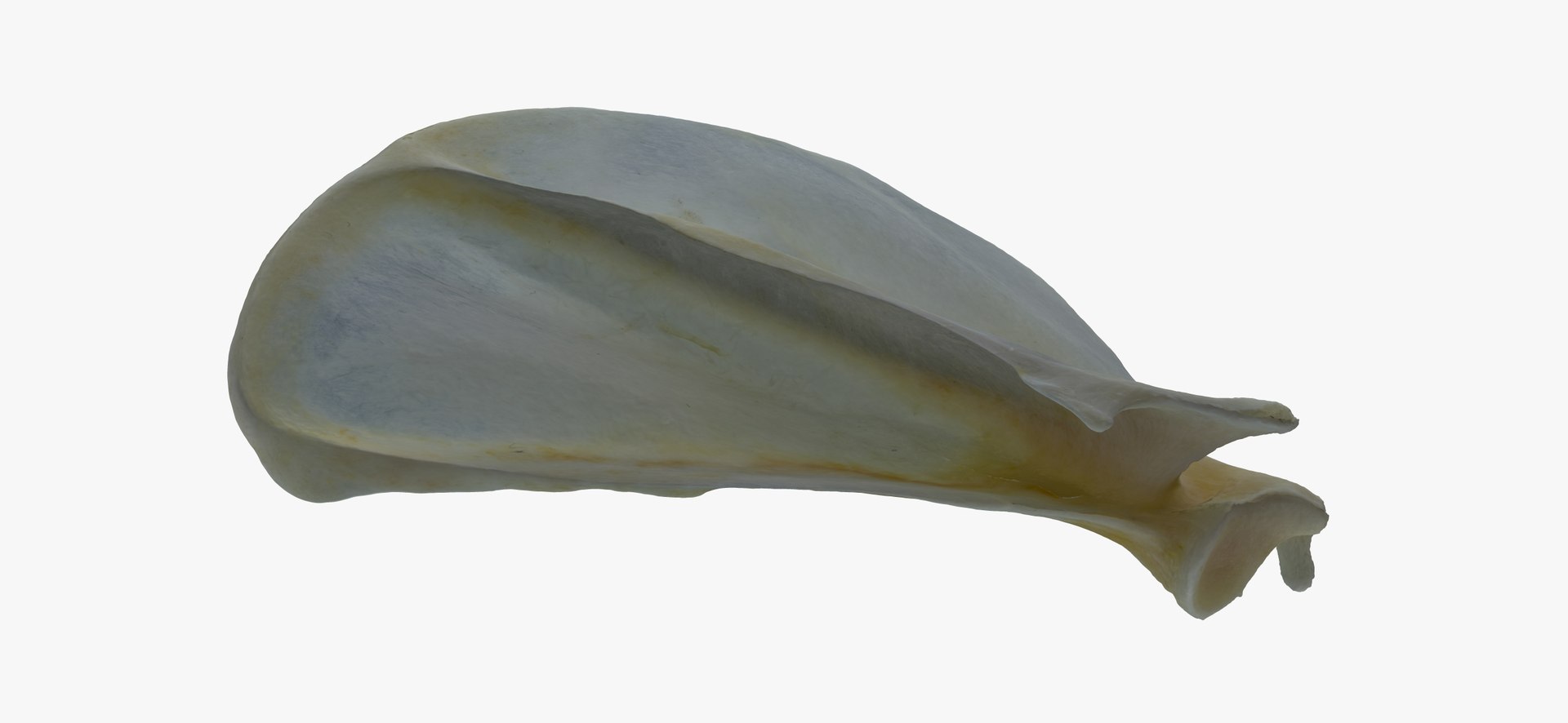 Domestic Cat Scapula Bone 01 RAW Scans 3D Model - TurboSquid 2143270