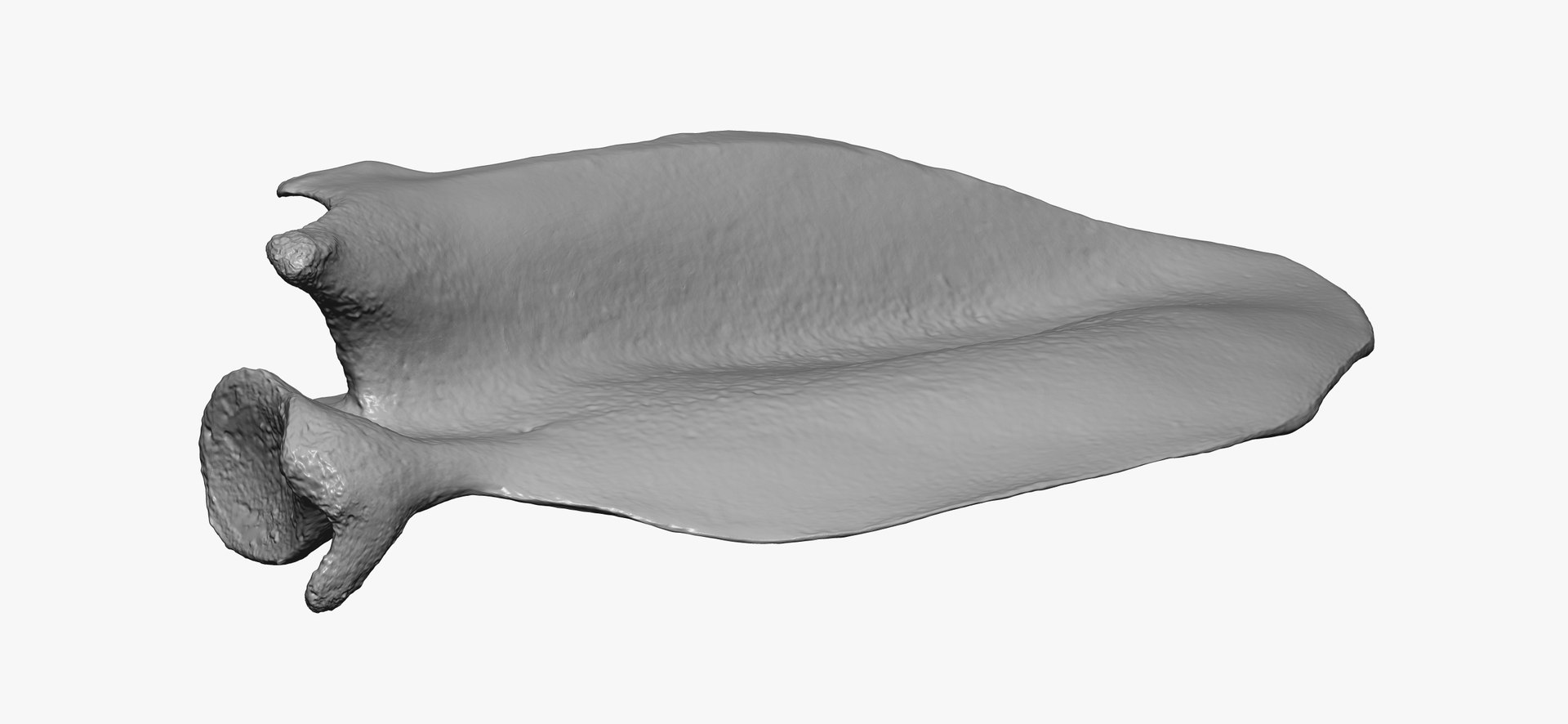 Domestic Cat Scapula Bone 01 RAW Scans 3D Model - TurboSquid 2143270