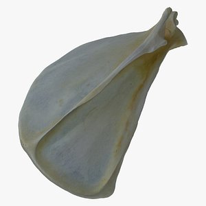 3D Anatomy Scapula Models - Browse & Download Formats - TurboSquid