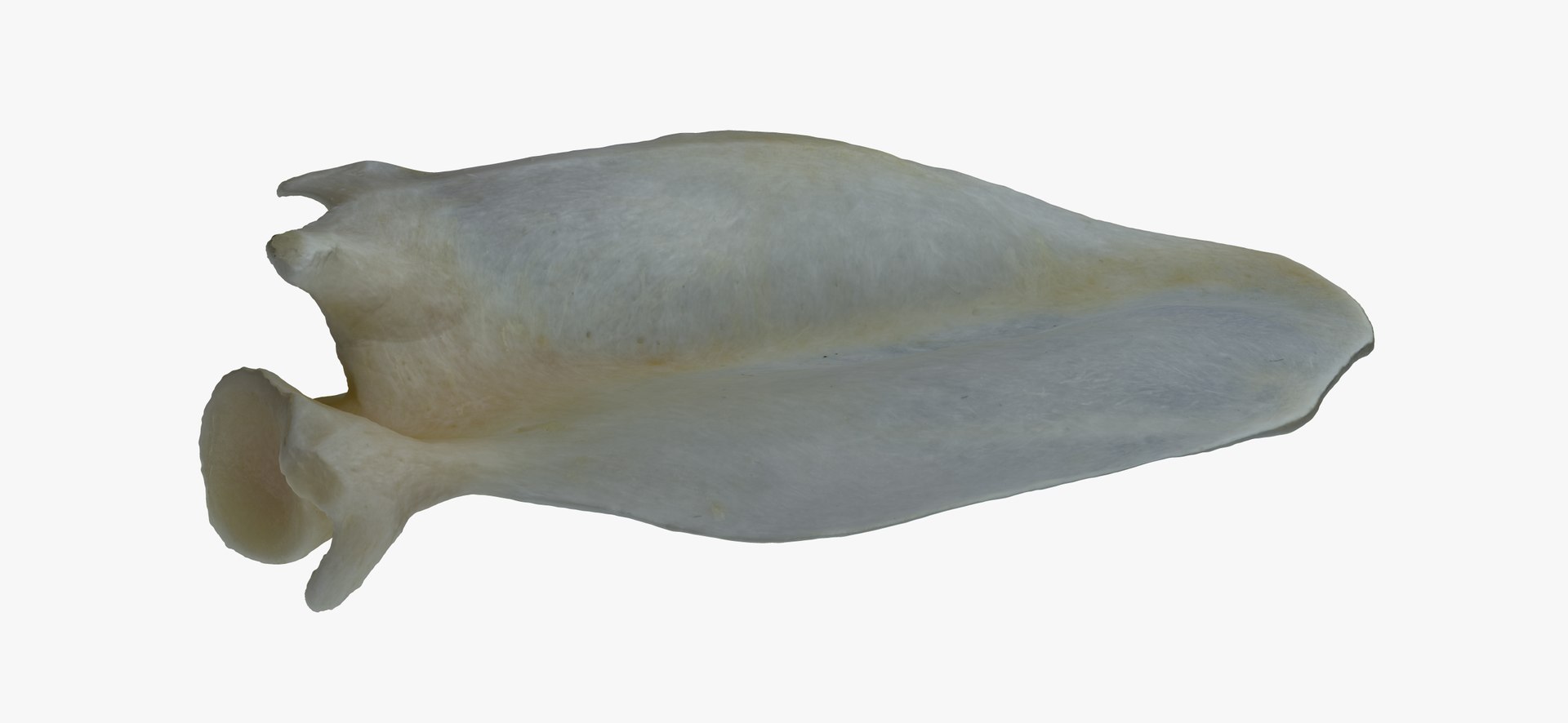 Domestic Cat Scapula Bone 01 Raw Scans 3d Model Turbosquid 2143270