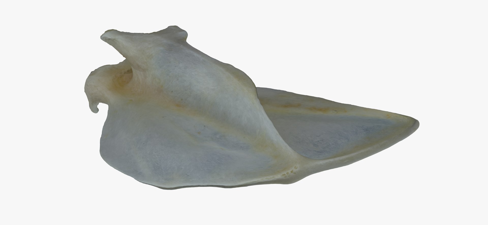 Domestic Cat Scapula Bone 01 RAW Scans 3D Model - TurboSquid 2143270