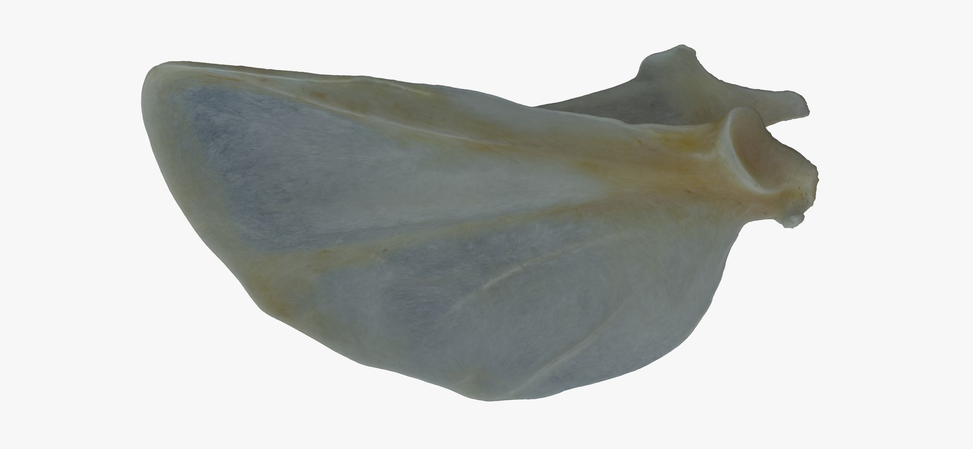 Domestic Cat Scapula Bone 01 RAW Scans 3D Model - TurboSquid 2143270