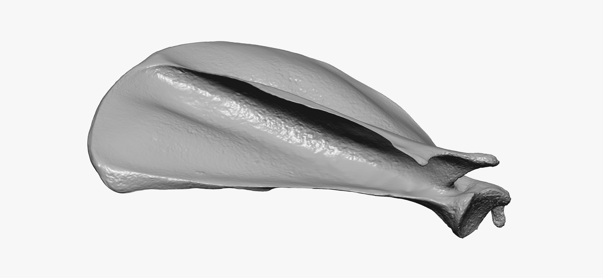 Domestic Cat Scapula Bone 01 RAW Scans 3D Model - TurboSquid 2143270