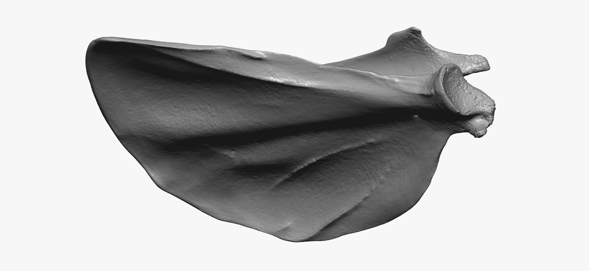 Domestic Cat Scapula Bone 01 RAW Scans 3D Model - TurboSquid 2143270