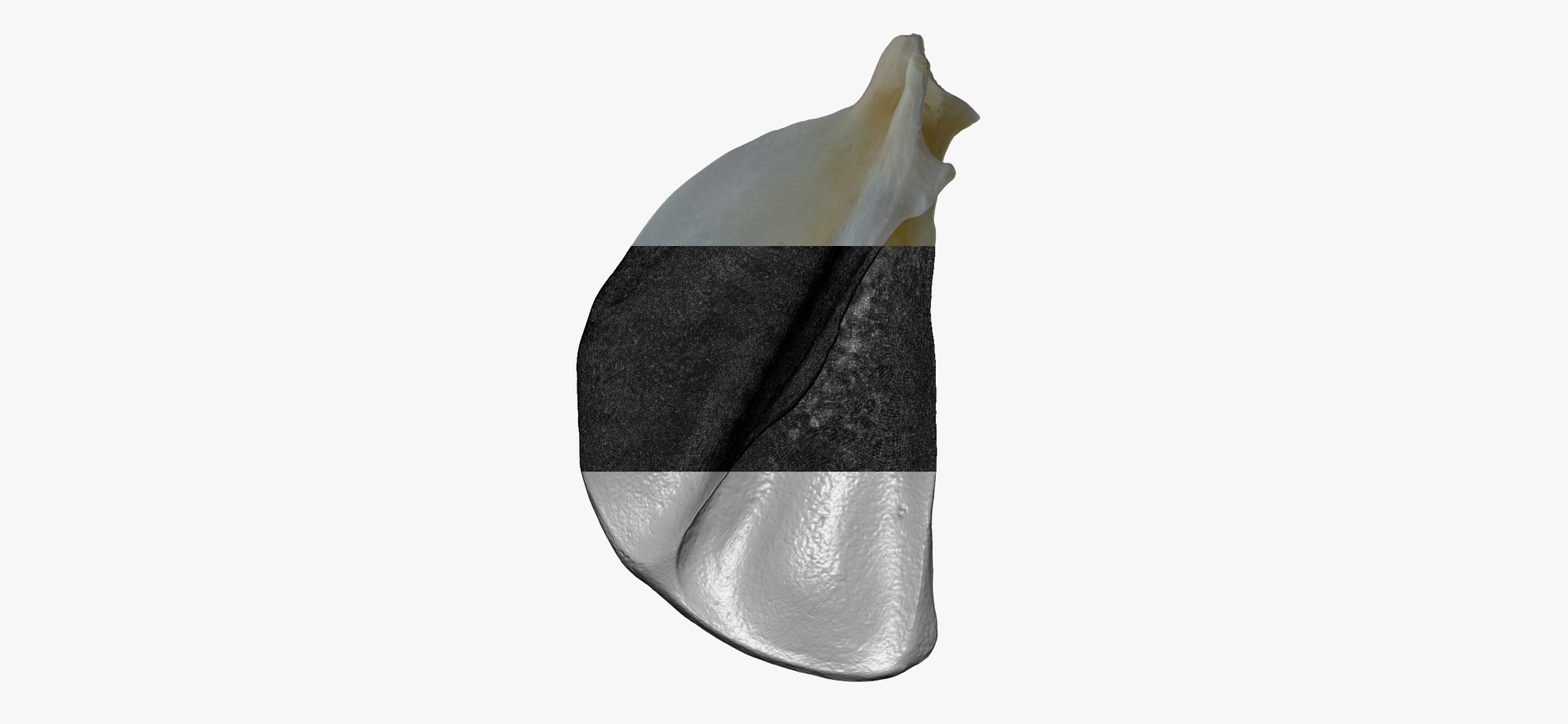 Domestic Cat Scapula Bone 01 Raw Scans 3d Model Turbosquid 2143270