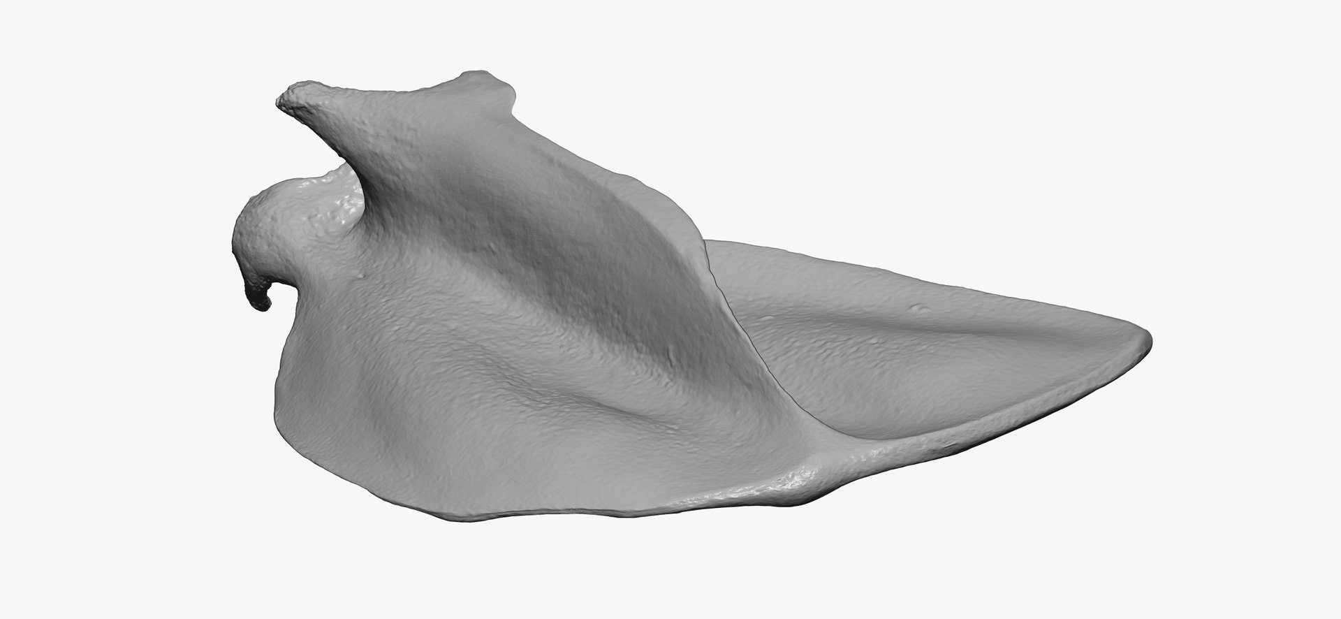 Domestic Cat Scapula Bone 01 RAW Scans 3D Model - TurboSquid 2143270