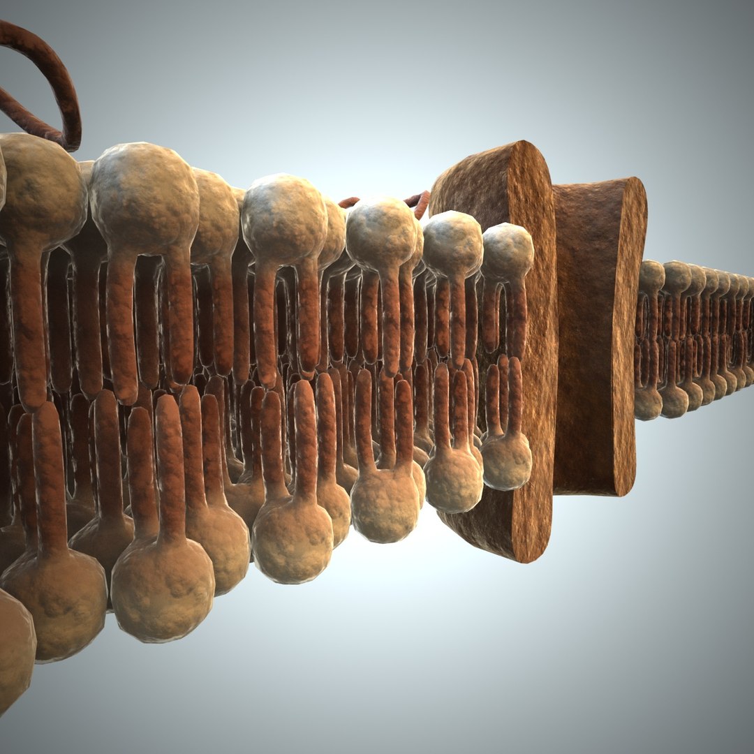 Cell Membrane 3d Model