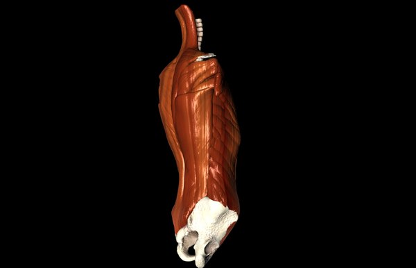 3d model thorax muscles medical