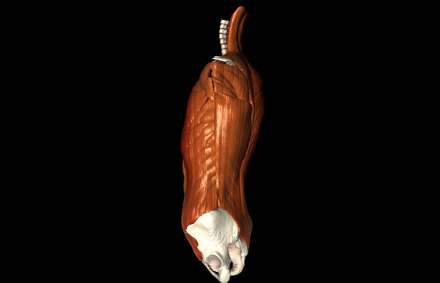 3d Model Thorax Muscles Medical