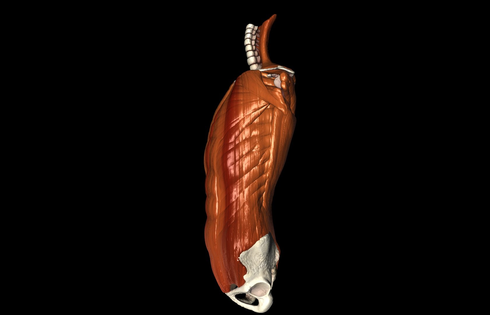3d Model Thorax Muscles Medical