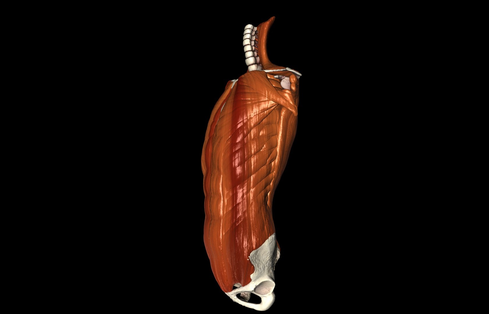 3d Model Thorax Muscles Medical