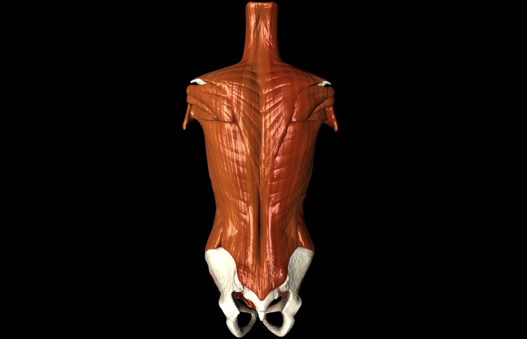 3d Model Thorax Muscles Medical