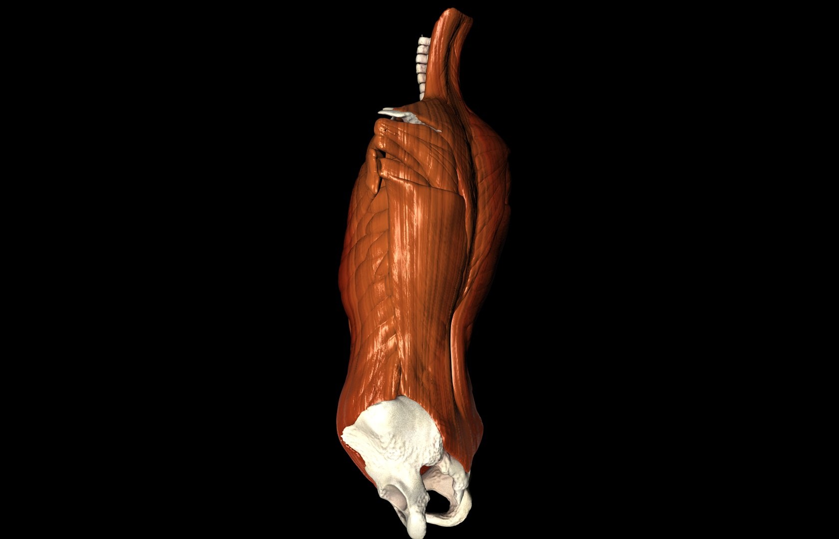 3d Model Thorax Muscles Medical
