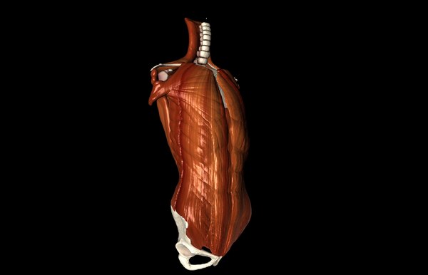 3d model thorax muscles medical