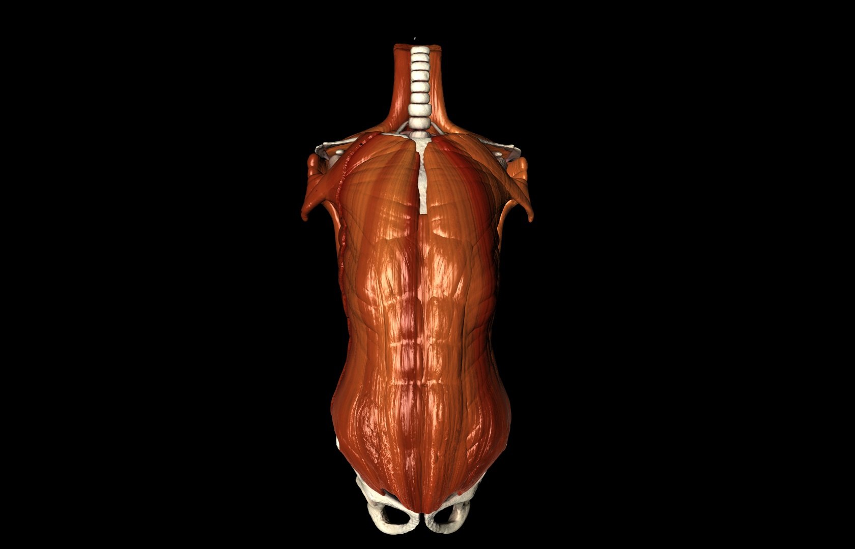 3d Model Thorax Muscles Medical
