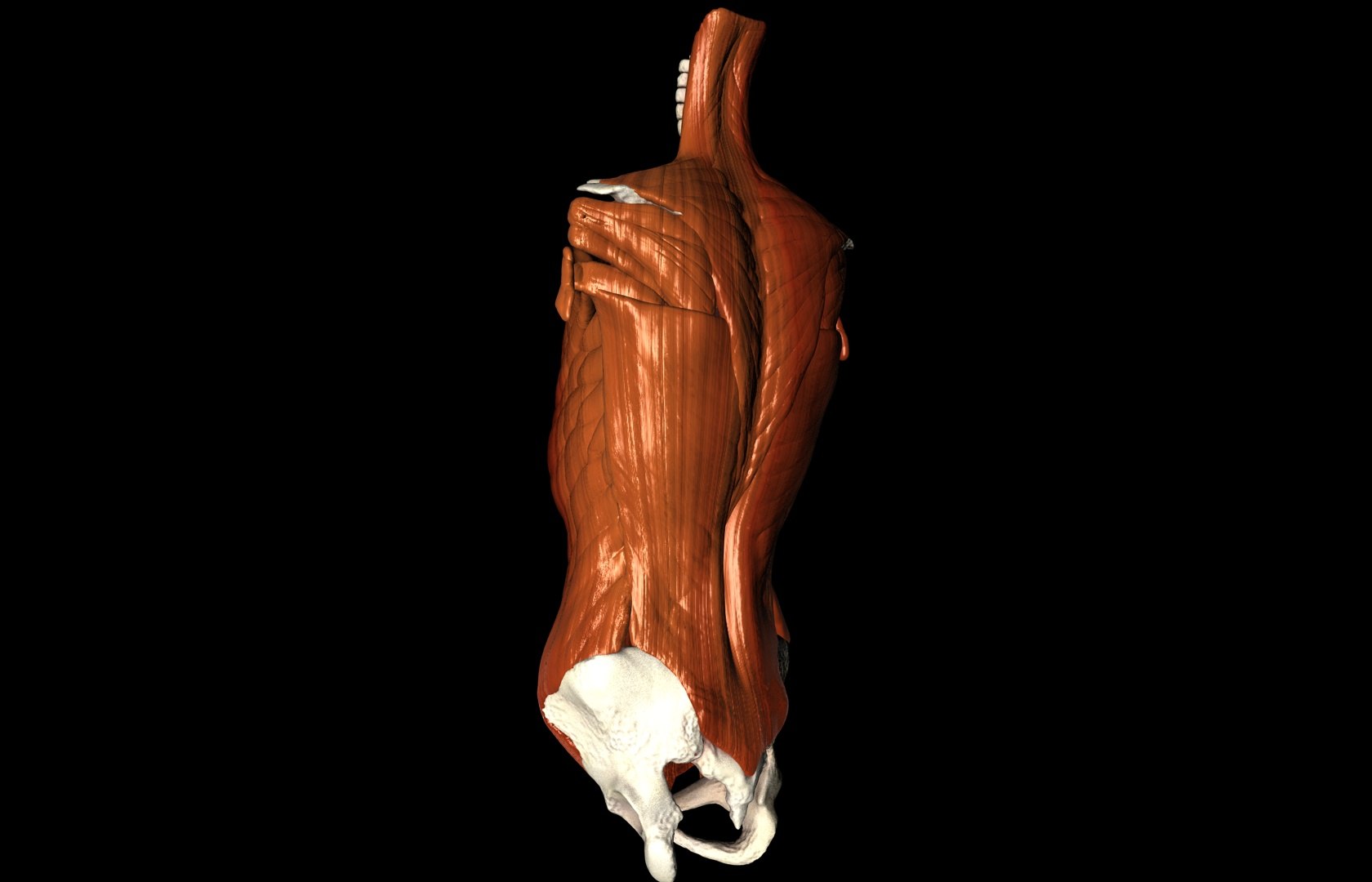 3d Model Thorax Muscles Medical