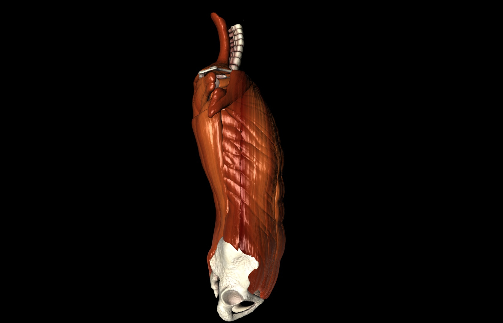 3d model thorax muscles medical