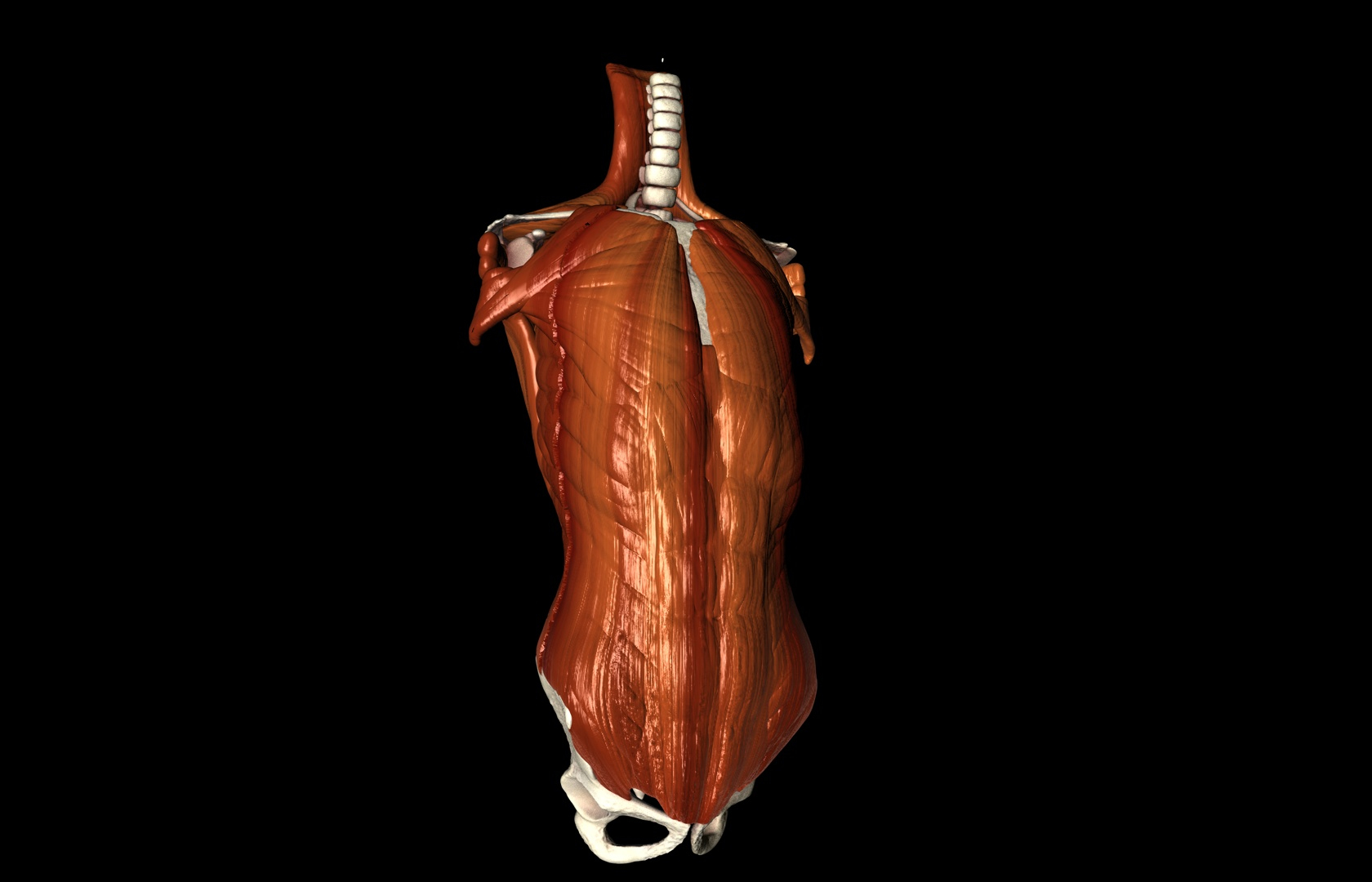 3d model thorax muscles medical