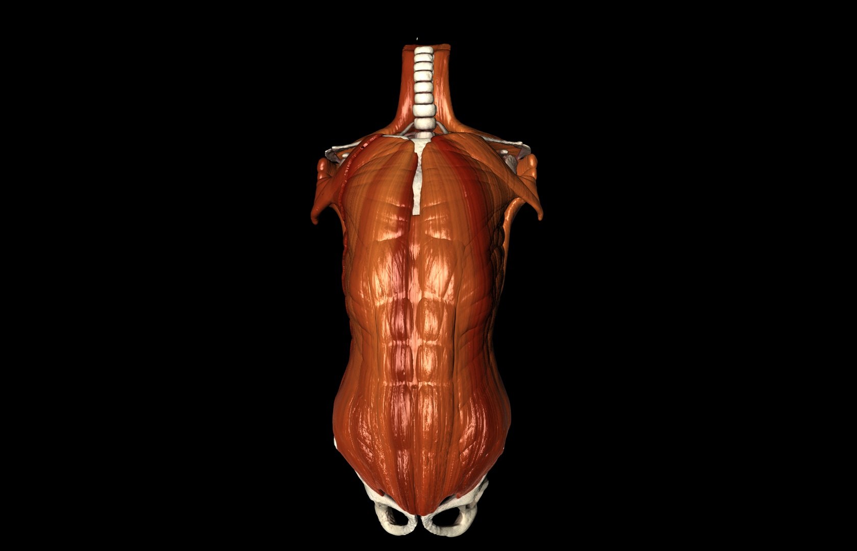 3d Model Thorax Muscles Medical
