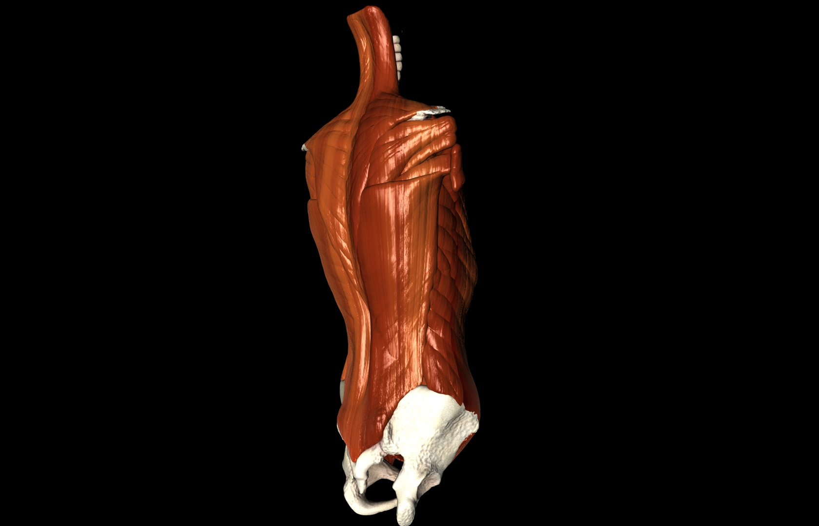 3d model thorax muscles medical