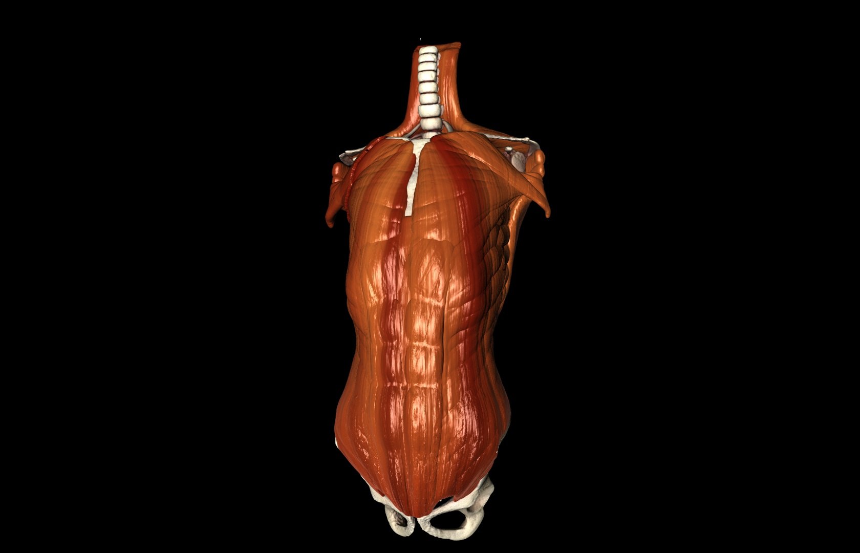 3d Model Thorax Muscles Medical