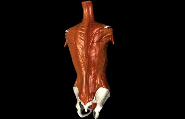 3d model thorax muscles medical
