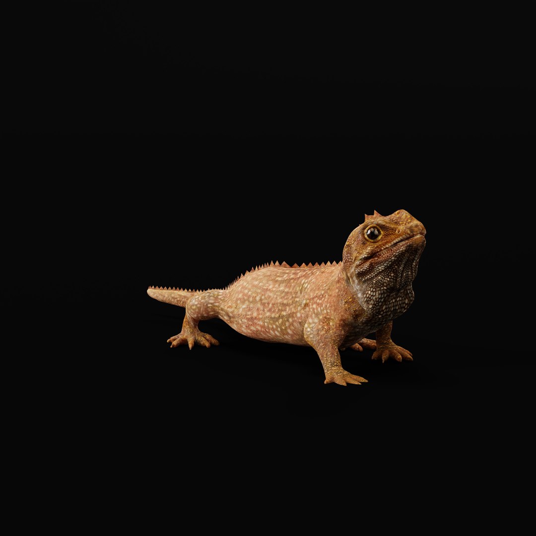 Tuatara 3D - TurboSquid 2351750