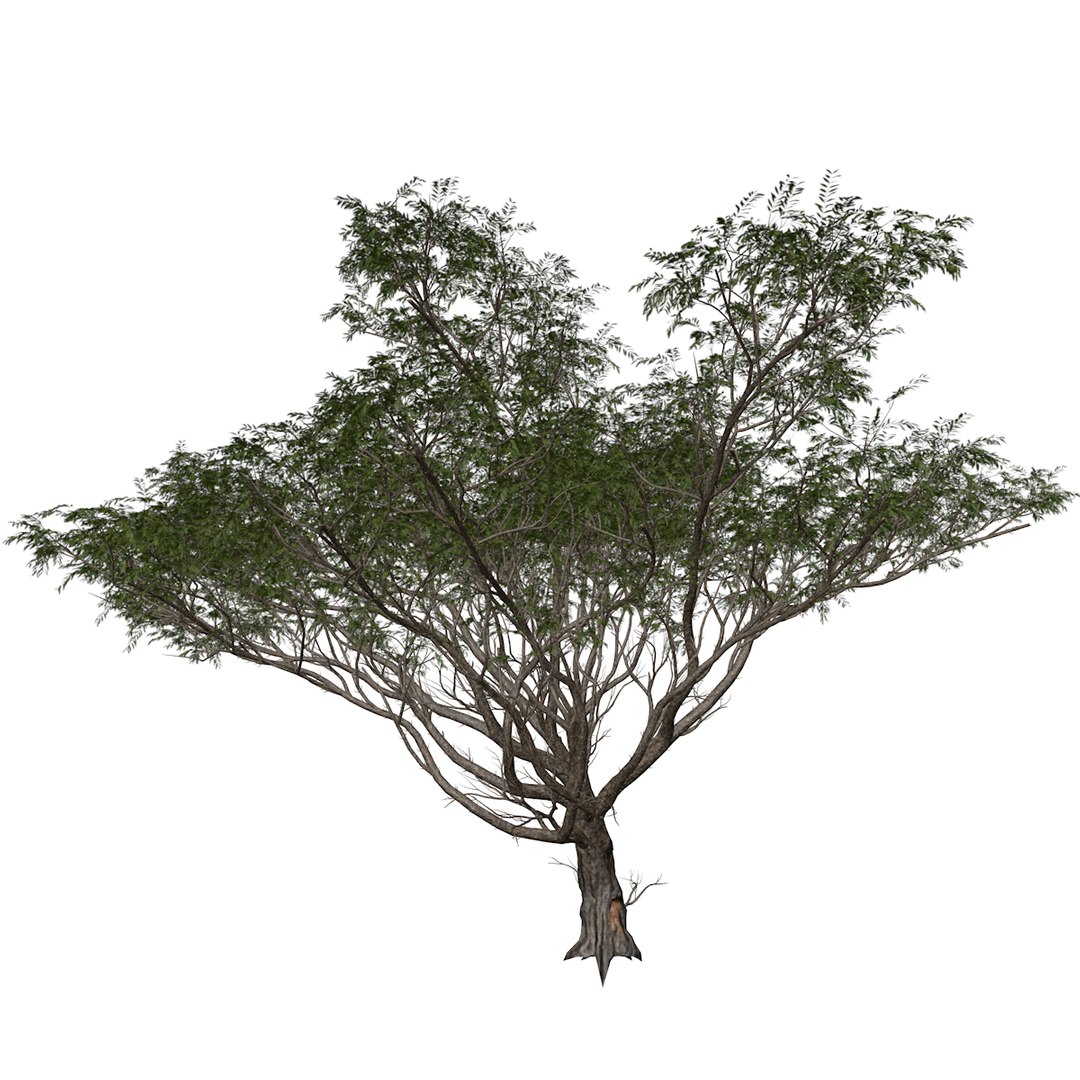 3D Model Acacia Tree Collection - TurboSquid 2378917