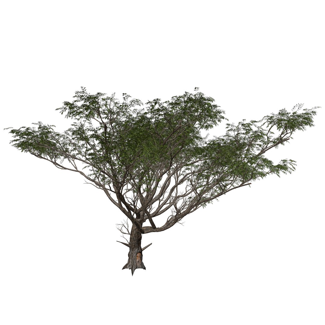 3D Model Acacia Tree Collection - TurboSquid 2378917
