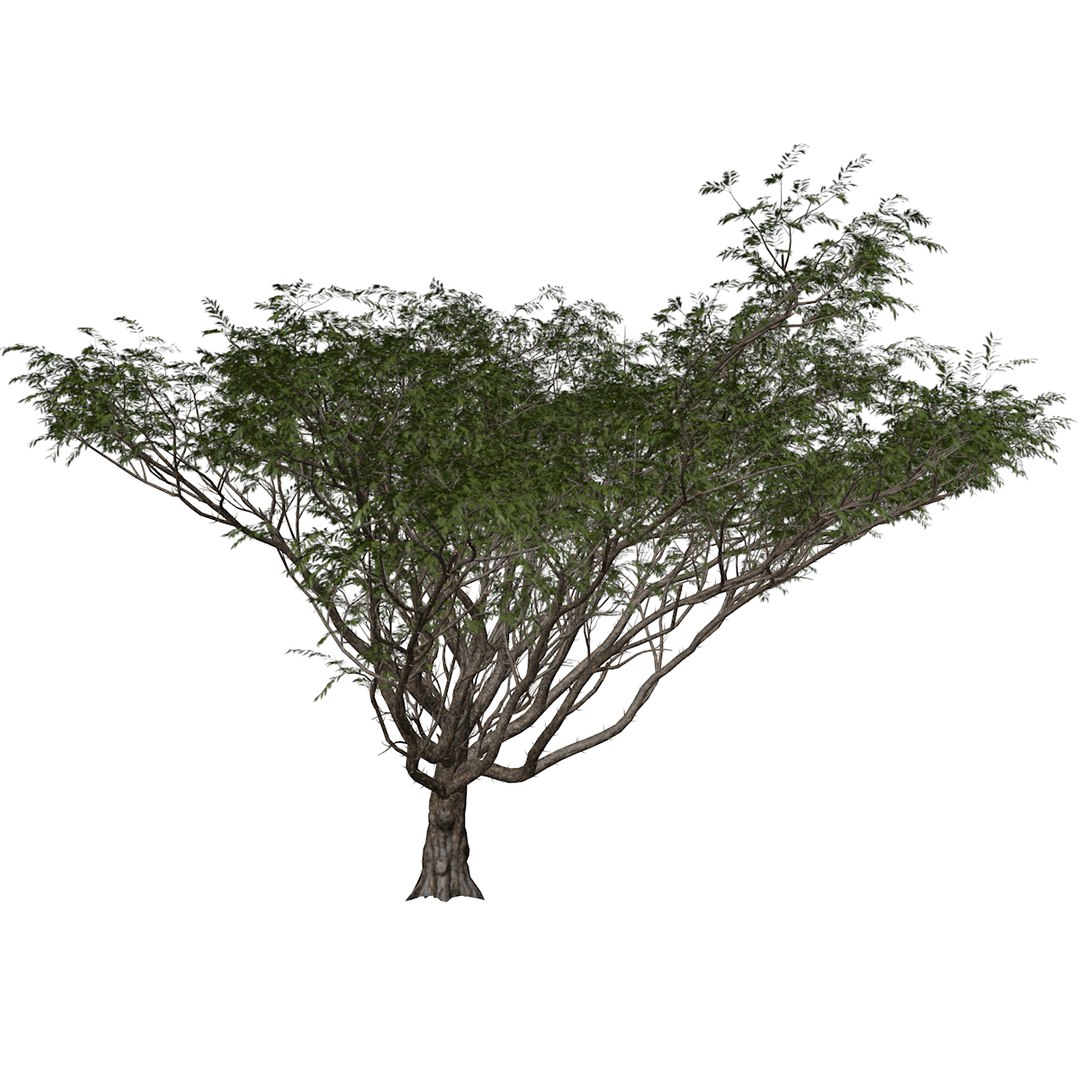 3D Model Acacia Tree Collection - TurboSquid 2378917