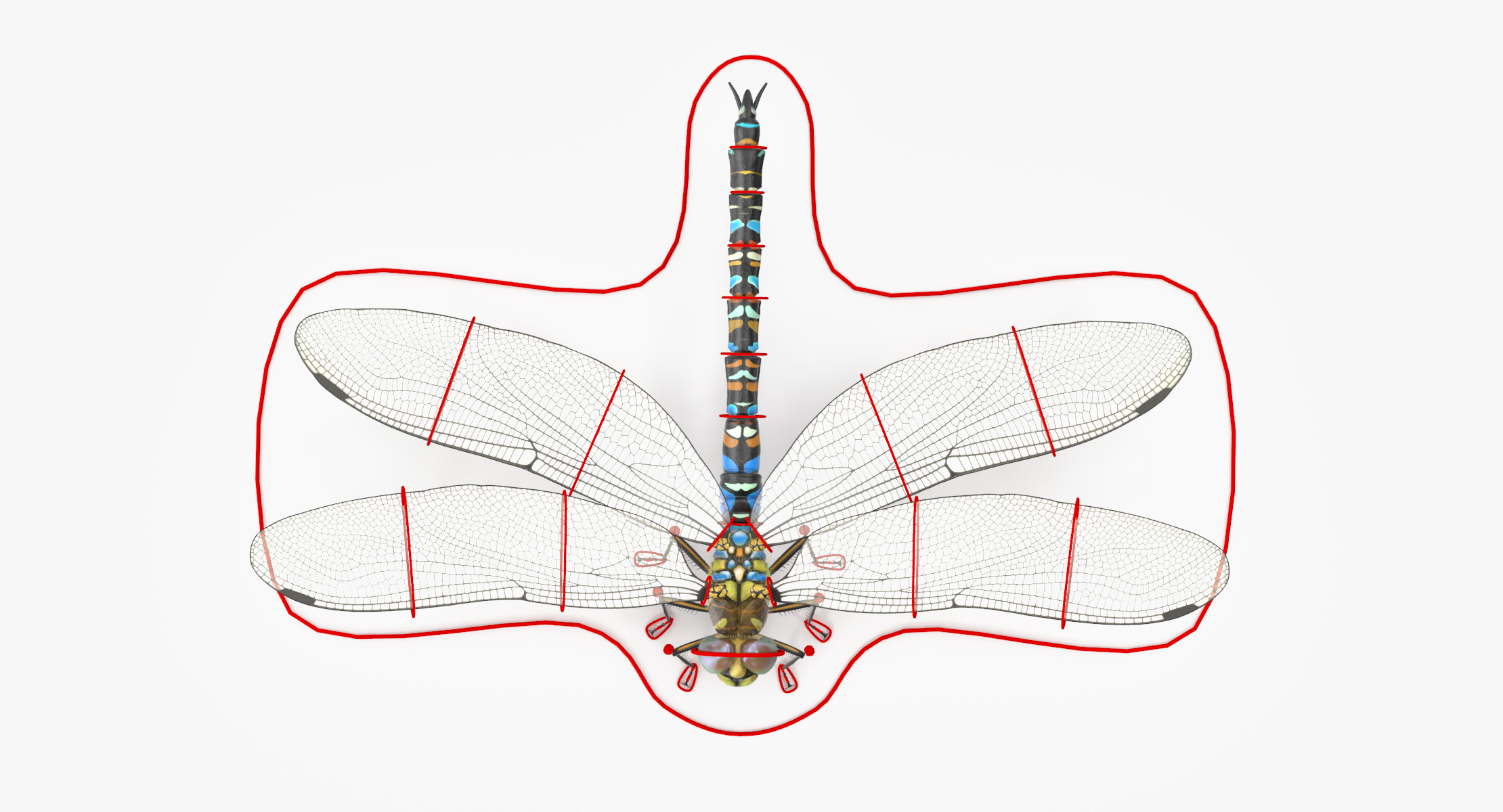 3d dragonfly rigged model