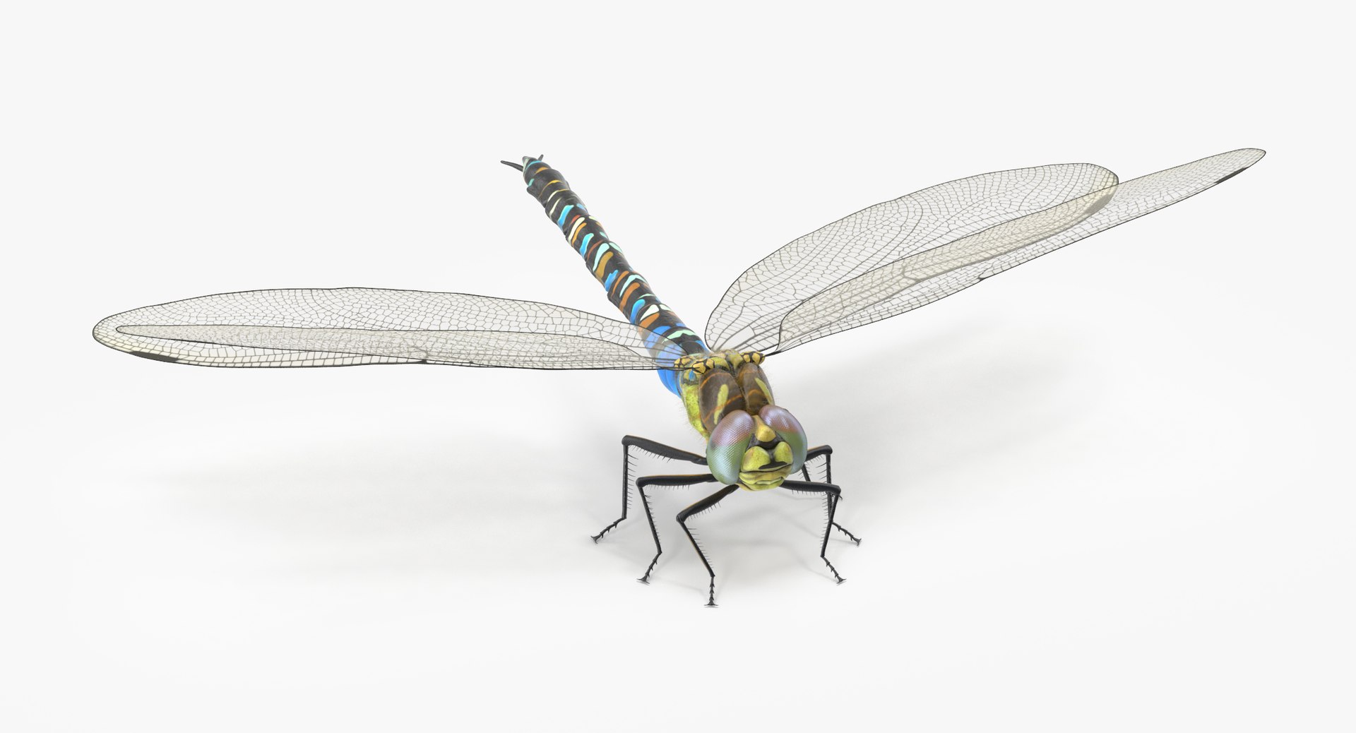 3d dragonfly rigged model