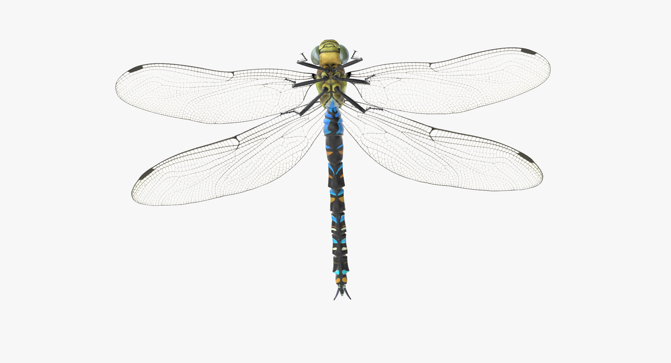 3d dragonfly rigged model