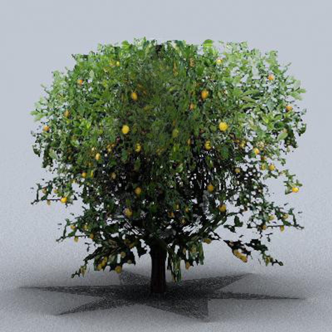 3d Fruit Trees Model