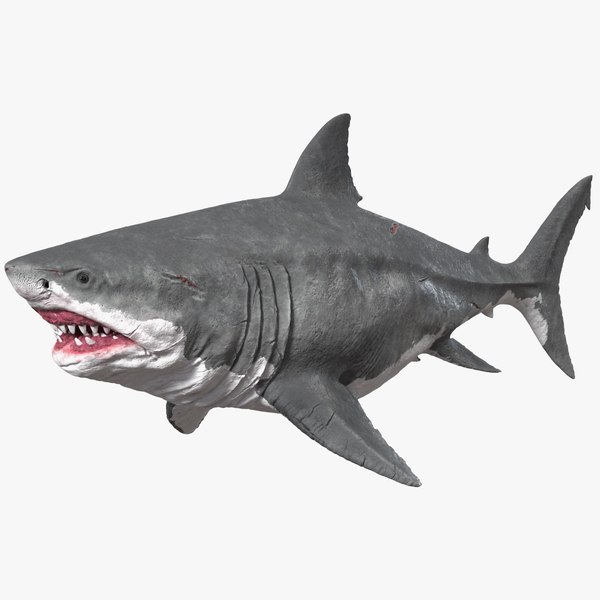 Free 3D Shark Models | TurboSquid