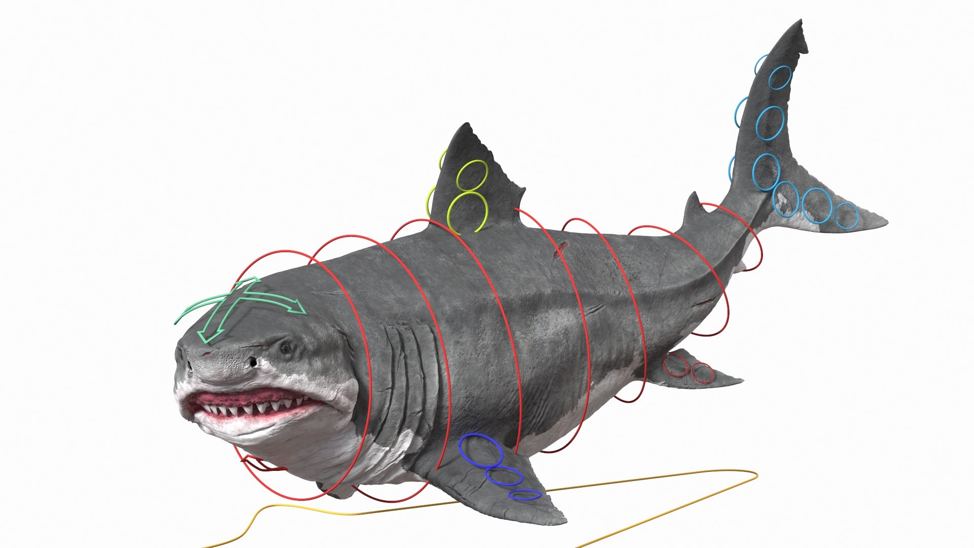 Ancient Megashark Rigged 3D model - TurboSquid 1852269