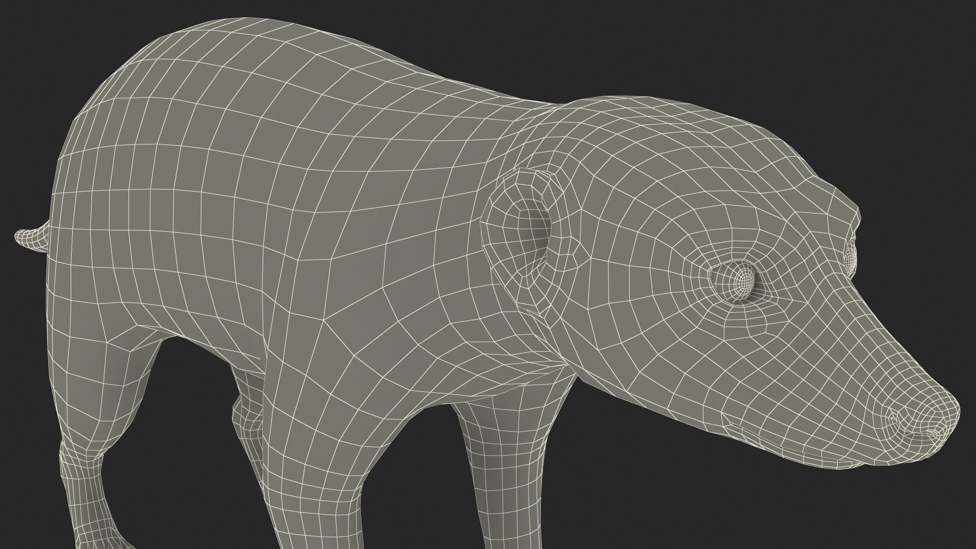 Meerkat Neutral Pose Model - TurboSquid 1918504