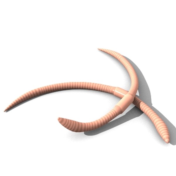 Worm 3D Models for Download | TurboSquid
