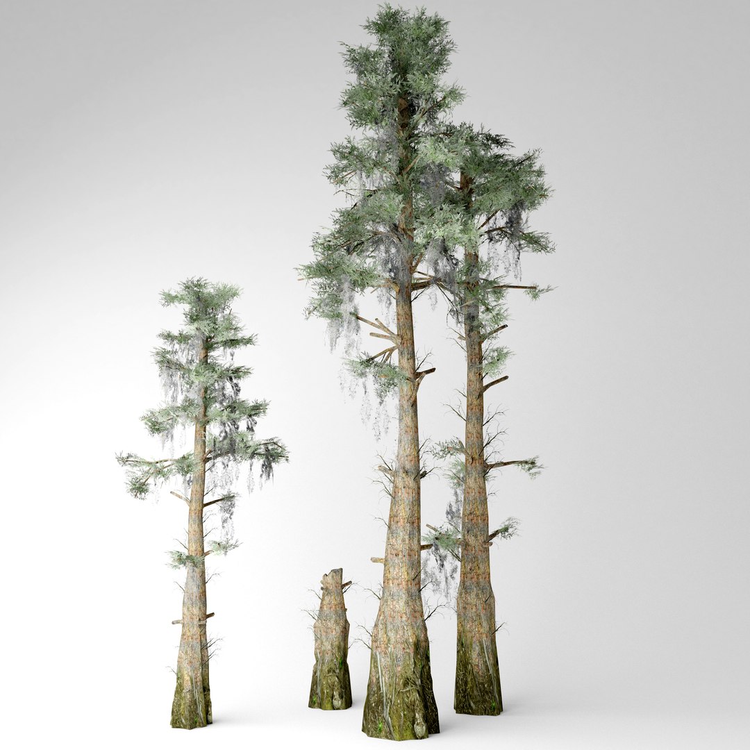 Bald Cypress Tree 3D Model - TurboSquid 1523644