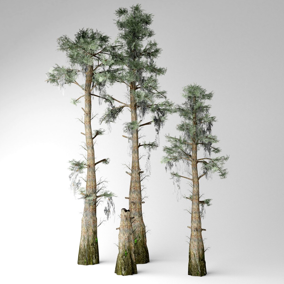 Bald Cypress Tree 3D Model - TurboSquid 1523644