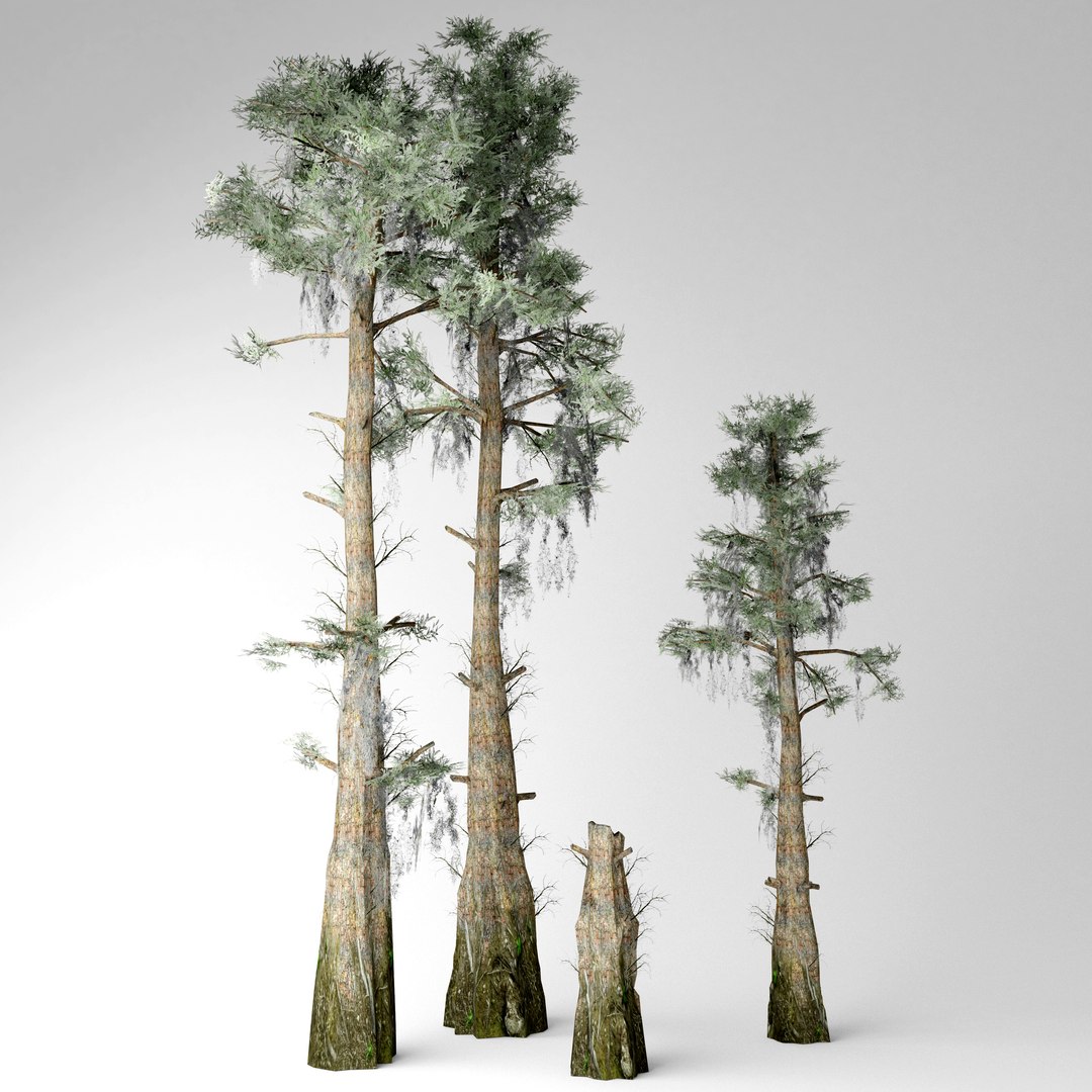 Bald Cypress Tree 3D Model - TurboSquid 1523644